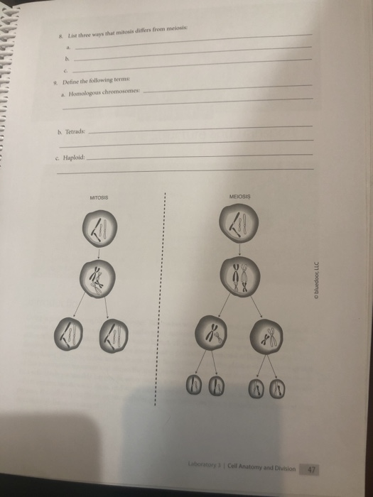 Solved Cell Division Deine interphase and describe the three | Chegg.com