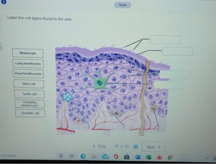 Solved Saved Label the cell types found in the skin. | Chegg.com
