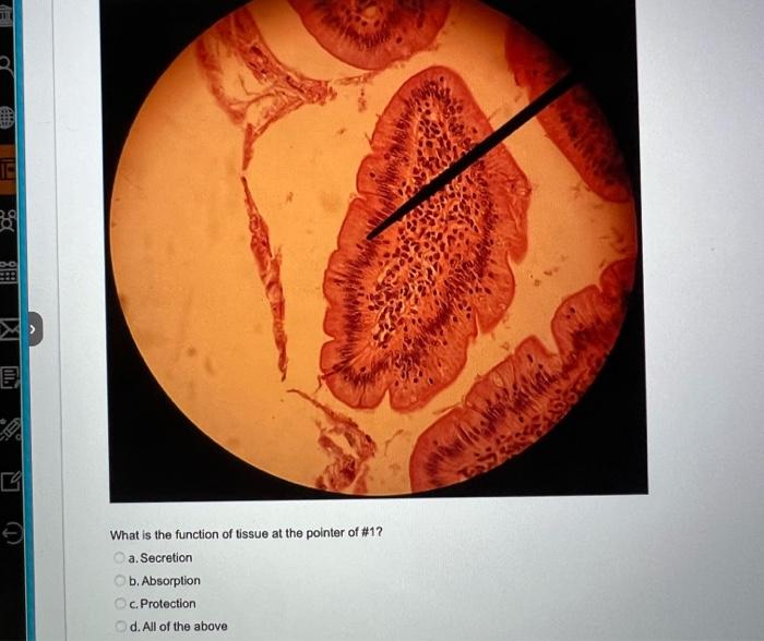 What is the function of tissue at the pointer of \#1? | Chegg.com