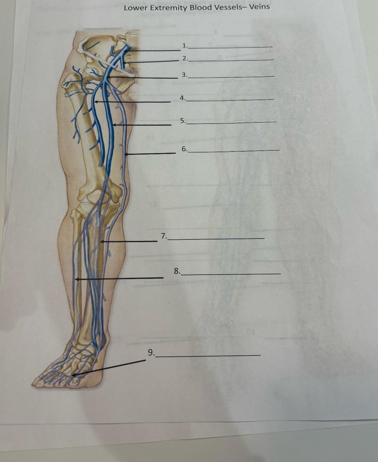 Solved Lower Extremity Blood VesselsVeins | Chegg.com