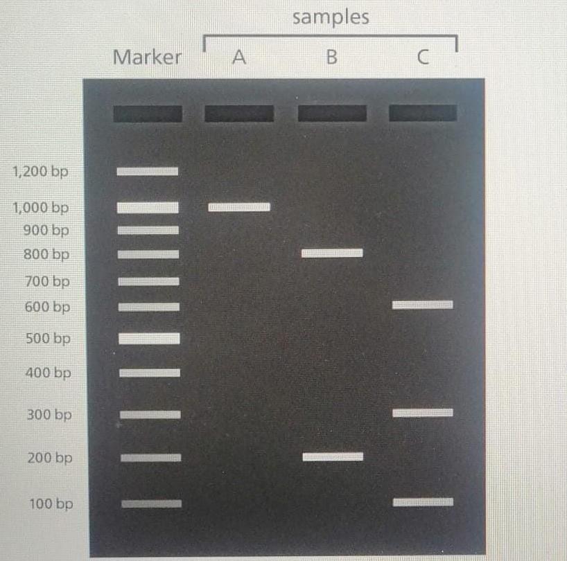 Solved a) Indicate the smallest Dna fragment in the agarose | Chegg.com