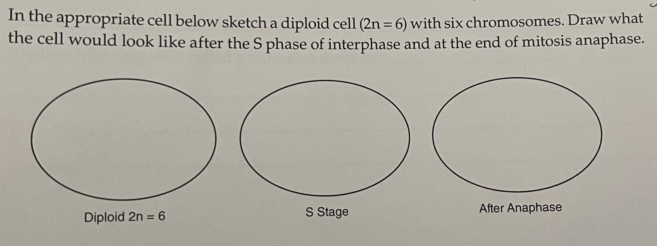 Solved In the appropriate cell below sketch a diploid cell | Chegg.com