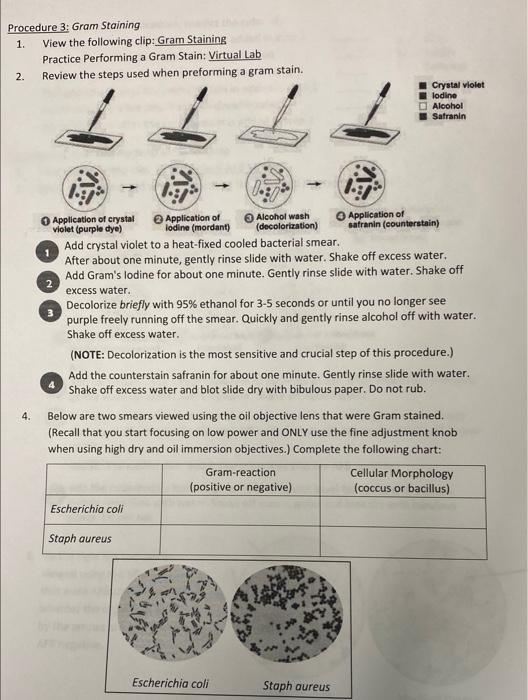 Solved Procedure 3: Gram Staining 1. View the following | Chegg.com