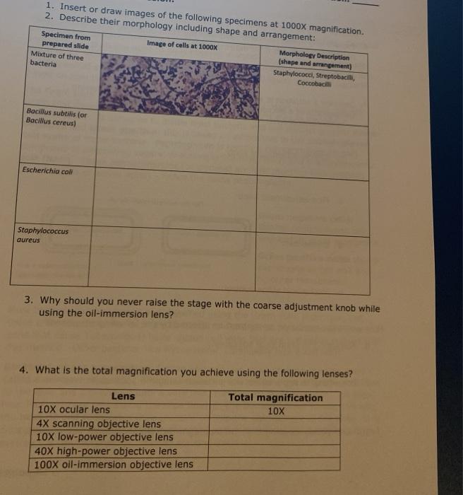 Solved 1. Insert or draw images of the following specimens | Chegg.com