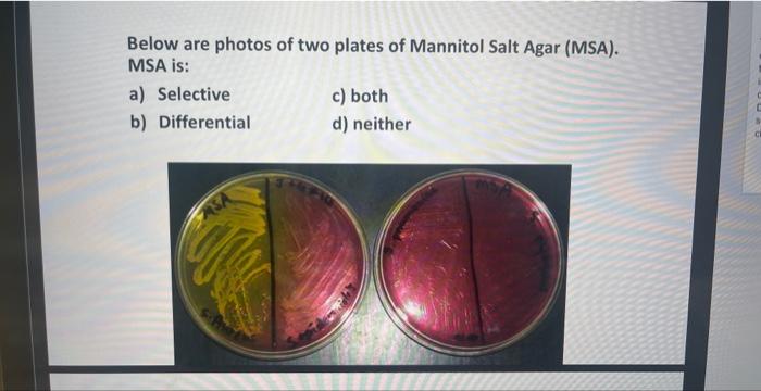 Solved Below are photos of two plates of Mannitol Salt Agar | Chegg.com