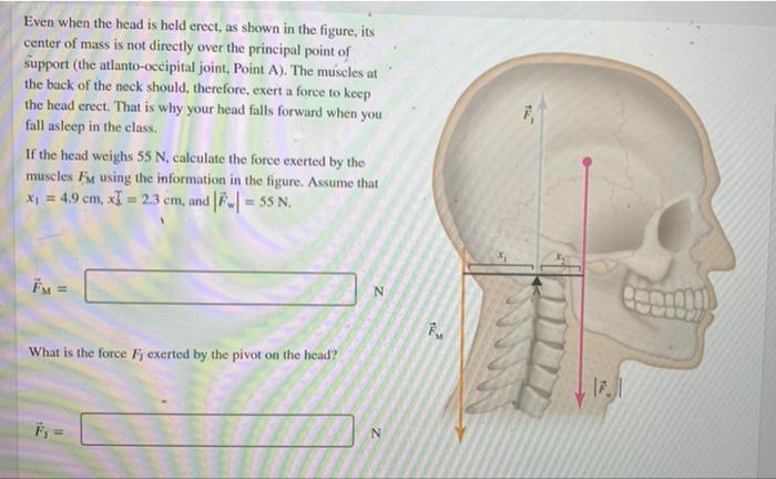 Solved Even when the head is held erect, as shown in the | Chegg.com