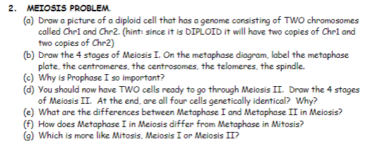 Solved MEIOSIS PROBLEM.(a) ﻿Draw a picture of a diploid cell | Chegg.com