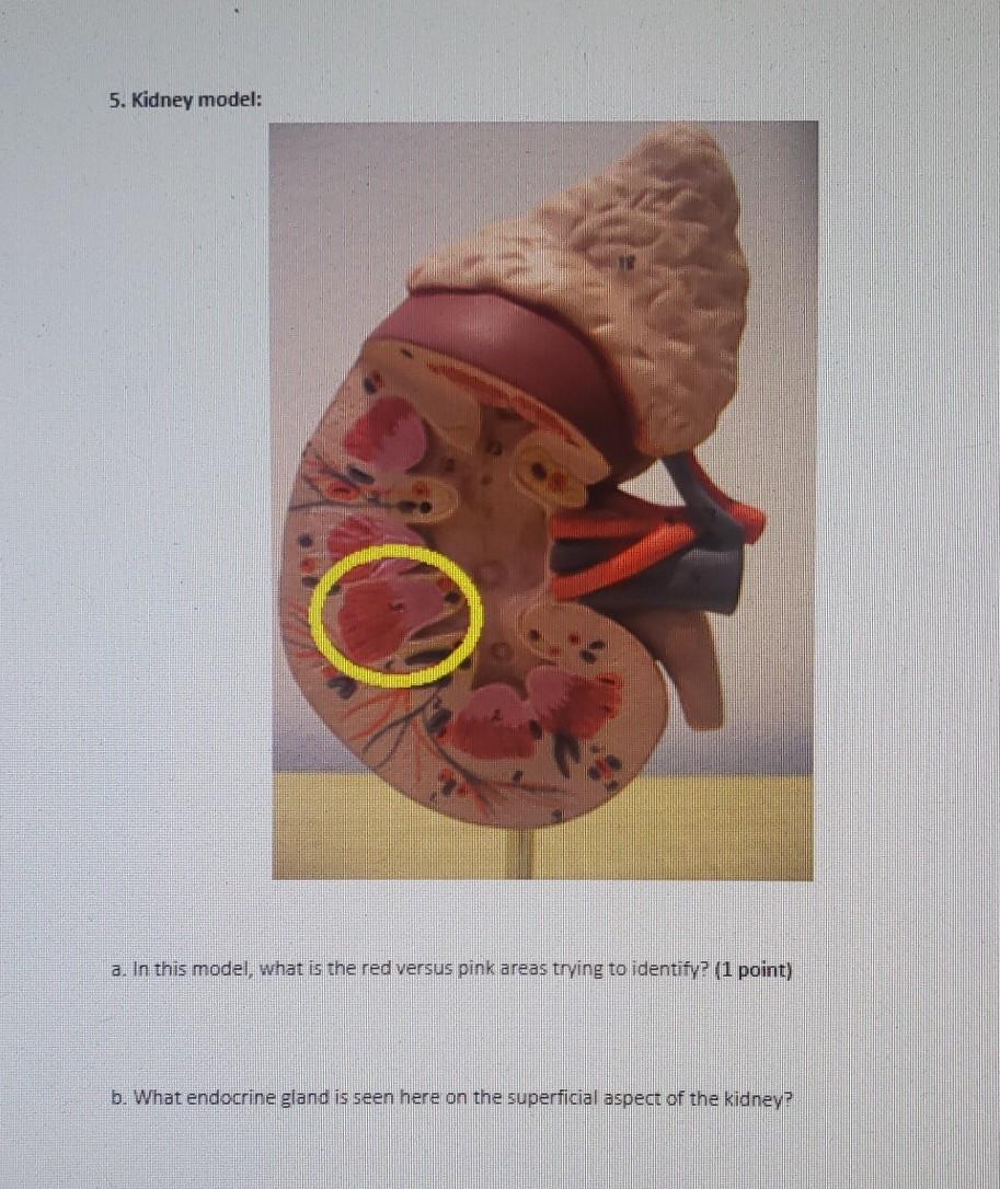 Solved 3. Kidney dissection: a. What structure is the probe | Chegg.com