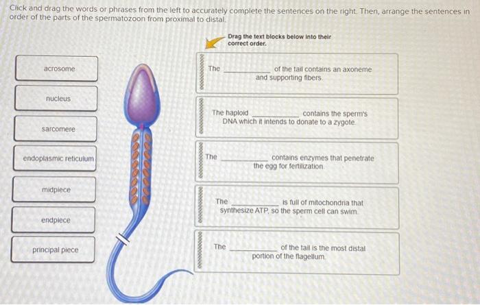 Solved Click and drag the words or phrases from the left to | Chegg.com