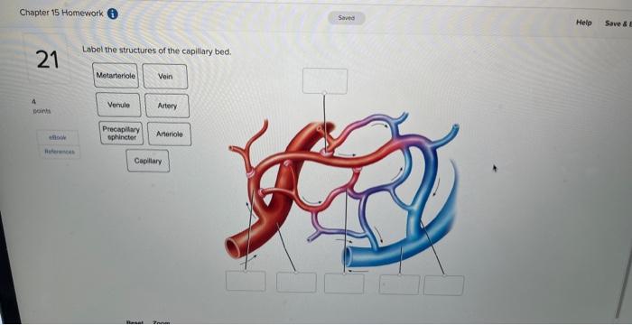 Label the structures of the capillary bed. | Chegg.com