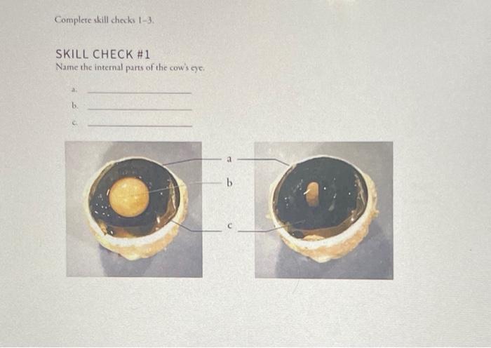 Solved Complete skill checks 1-3. SKILL CHECK #1 Name the | Chegg.com