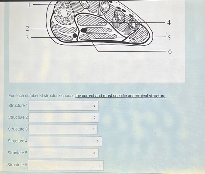 2 3 For each numbered structure, choose the correct | Chegg.com