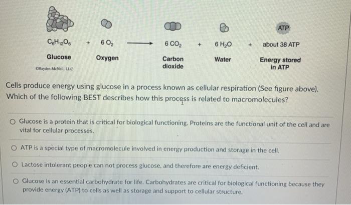 Solved ATP CH,206 + 60, 6 CO, + 6 H20 + about 38 ATP Glucose | Chegg.com