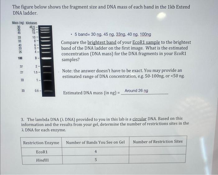 Solved The figure below shows the fragment size and DNA mass | Chegg.com