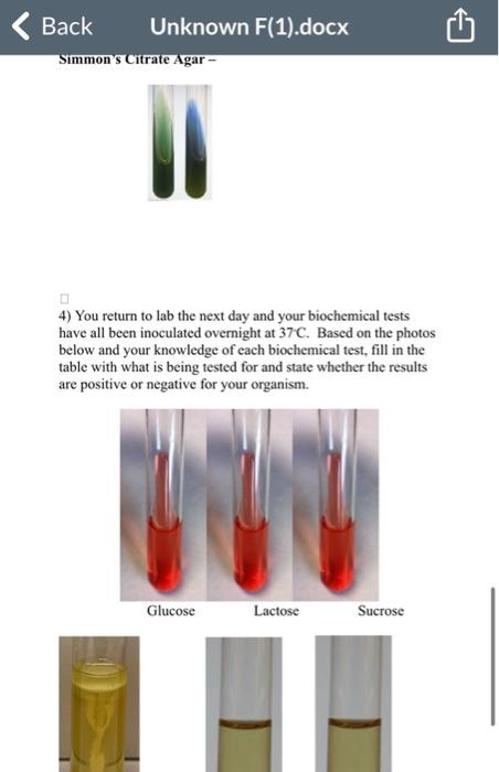 Laboratory Exercise 13: Bacterial Isolation and | Chegg.com