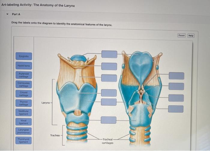 Solved Art-labeling Activity: The Anatomy of the Larynx Part | Chegg.com