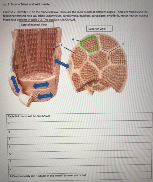 Solved Lab 9: Muscle Tissue and axial muscle Exercise 1. | Chegg.com