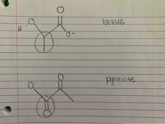 Solved draw the two structures of pyruvate and lactate and | Chegg.com