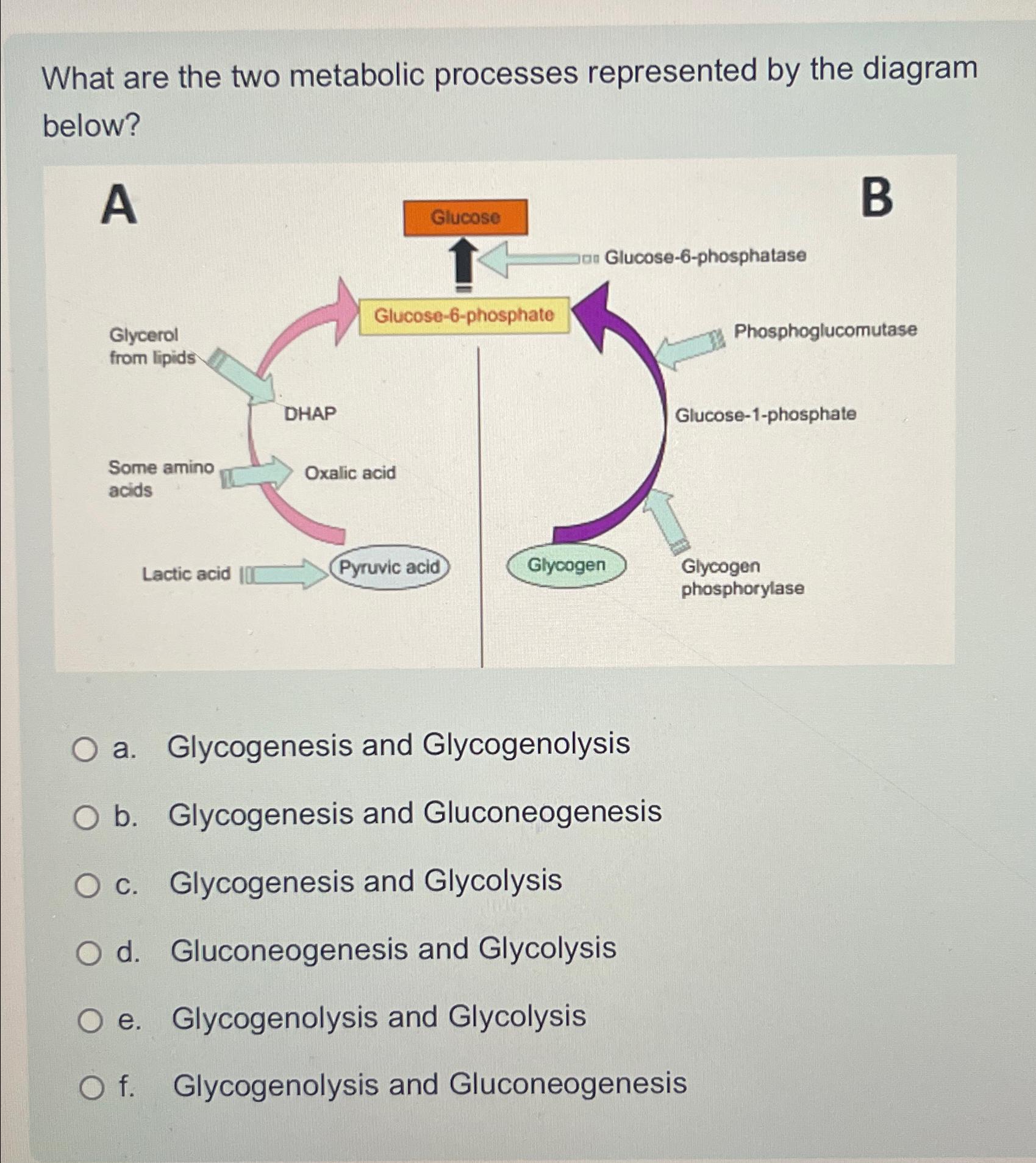 Solved What are the two metabolic processes represented by | Chegg.com