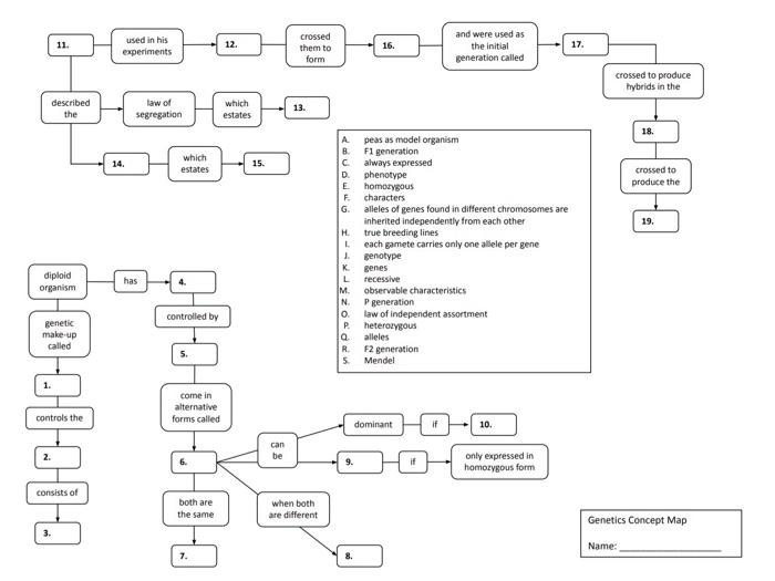 Solved 11. described the ODOLO10 diploid organism genetic | Chegg.com