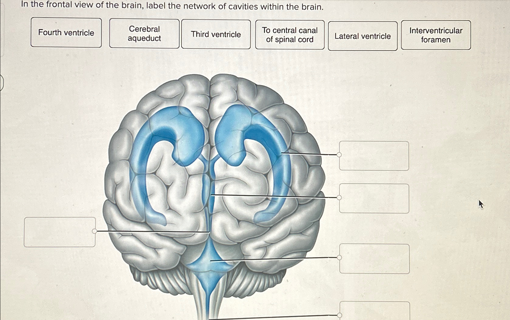 Solved In the frontal view of the brain, label the network | Chegg.com