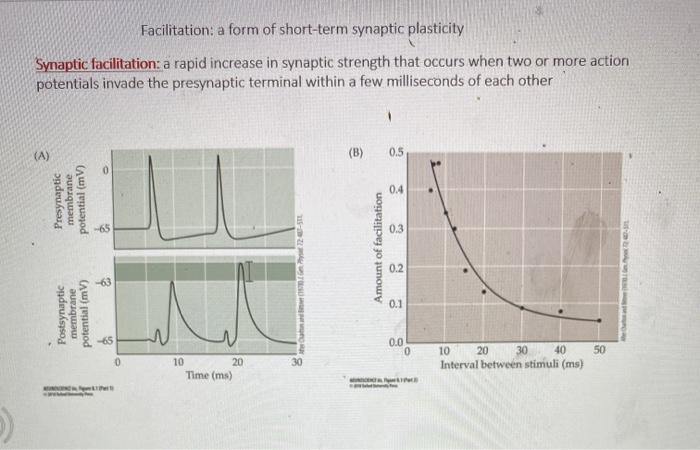 Solved a) Synaptic facilitation is a form of presynaptic | Chegg.com