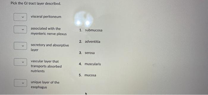 Solved Pick the Gl tract layer described. visceral | Chegg.com
