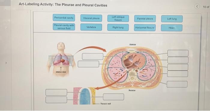Art-Labeling Activity: The Pleurae and Pleural | Chegg.com