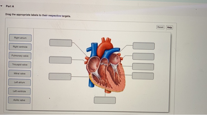Solved Part A Drag the appropriate labels to their | Chegg.com