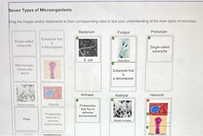 Seven Types of Microorganisms Drag the images and/or | Chegg.com