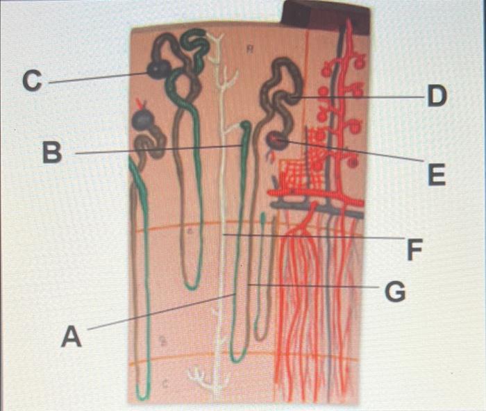 Solved Please label all the parts. Thank you so much in | Chegg.com