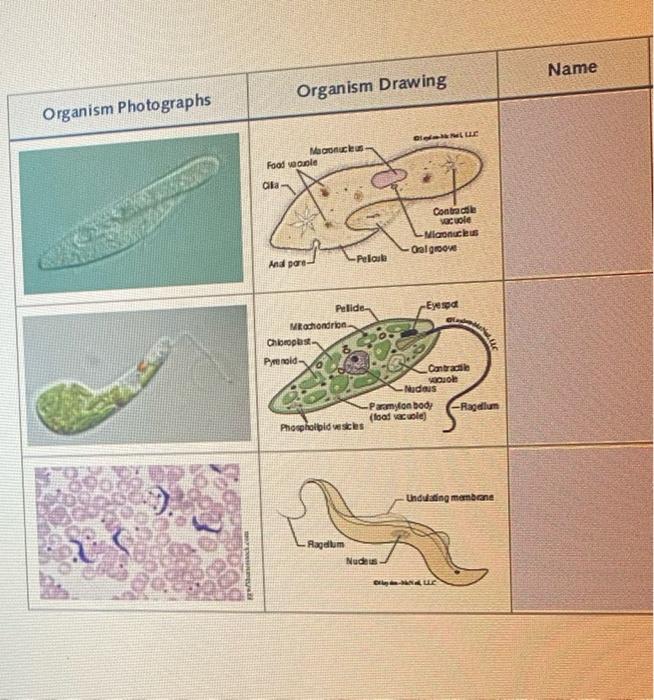 Solved Name Organism Drawing Organism Photographs | Chegg.com