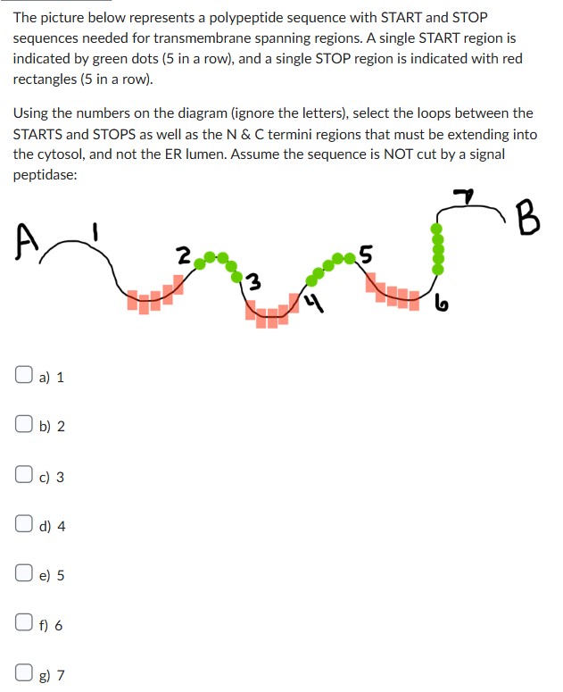 Solved The picture below represents a polypeptide sequence | Chegg.com