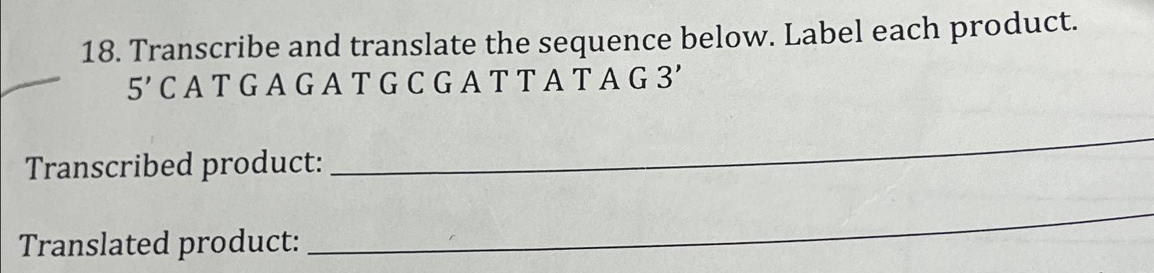 Solved Transcribe and translate the sequence below. Label | Chegg.com