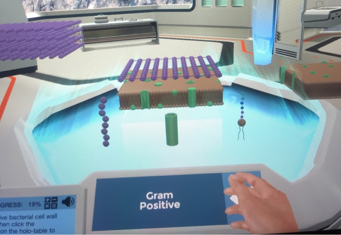 Assemble the Gram-positive bacterial cell wall on top | Chegg.com