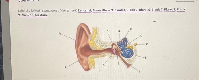Solved Label the following structures of the ear (a-k) Ear | Chegg.com