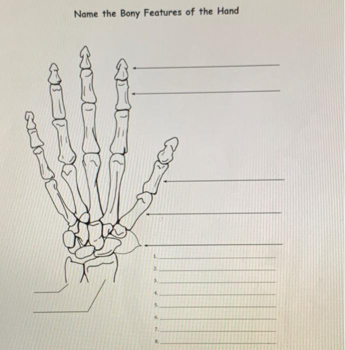 Solved Name the Bony Features of the Hand 2. 3. | Chegg.com