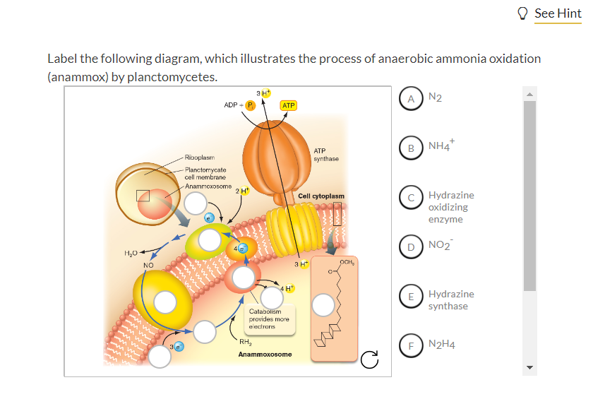 Solved Label the following diagram, which illustrates the | Chegg.com