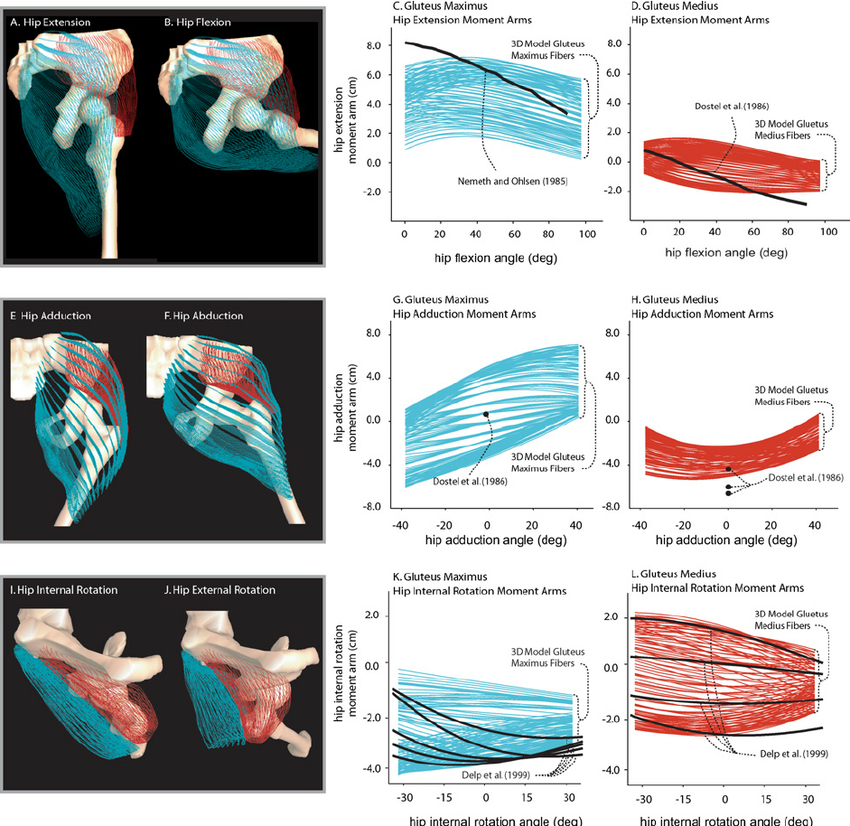 Solved Graph description: The gluteus maximus (cyan) ﻿and | Chegg.com