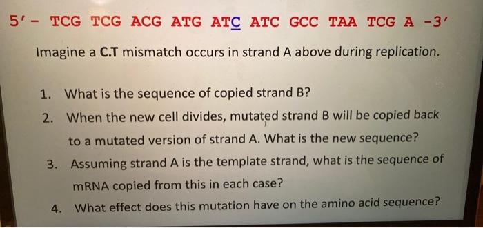 Solved 5' - TCG TCG ACG ATG ATC ATC GCC TAA TCG A -3' | Chegg.com
