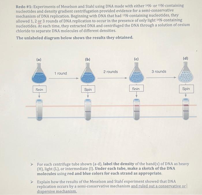 Solved Redo \#1: Experiments of Meselson and Stahl using DNA | Chegg.com