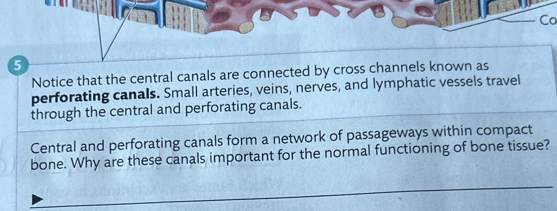 Solved 5Notice that the central canals are connected by | Chegg.com