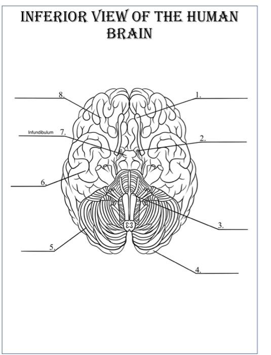 Solved Brain stem | Chegg.com