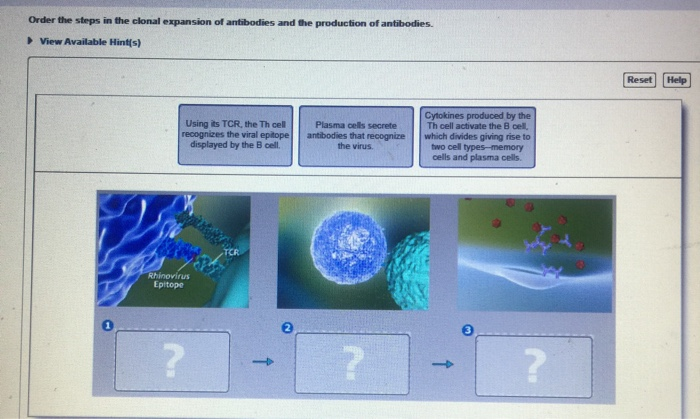 Solved Order the steps in the clonal expansion of antibodies | Chegg.com