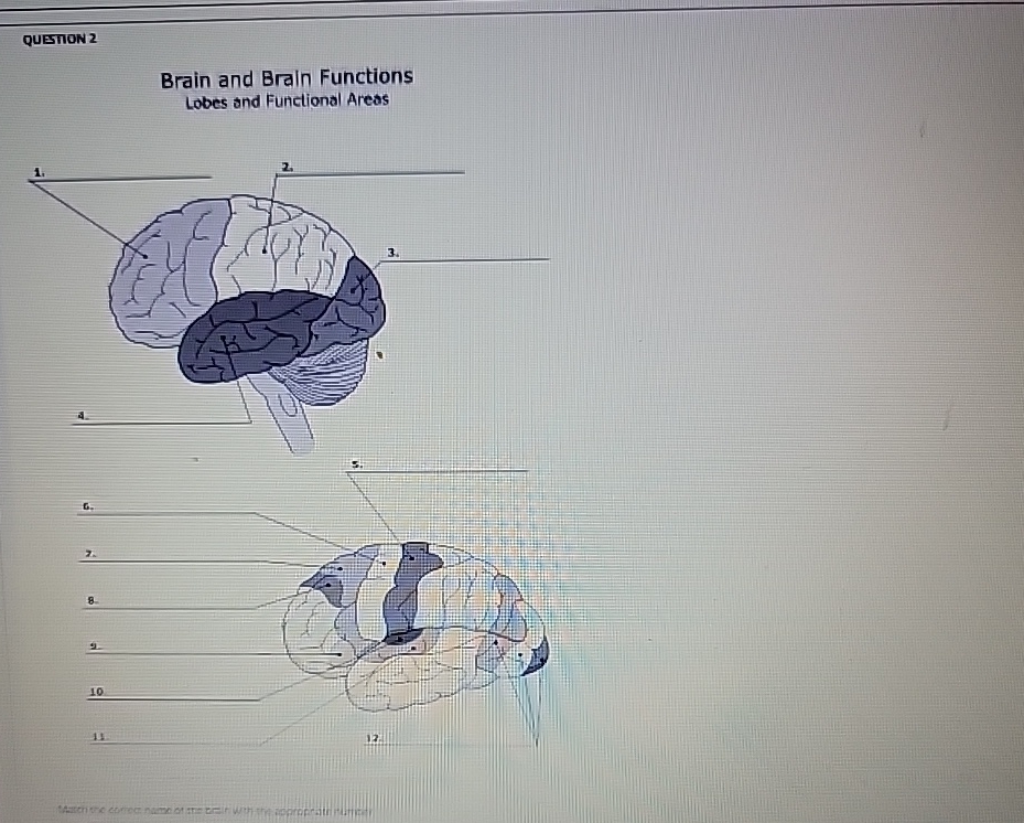 QUETION 2Brain and Brain Functions Lobes and | Chegg.com