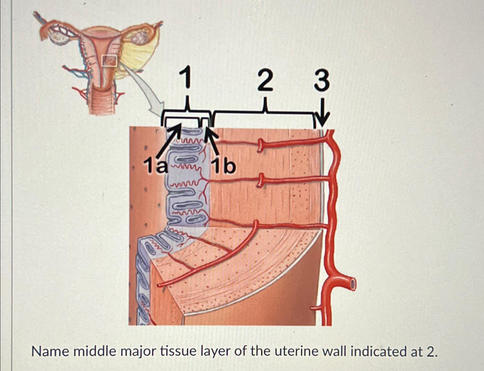 Solved Name middle major tissue layer of the uterine wall | Chegg.com