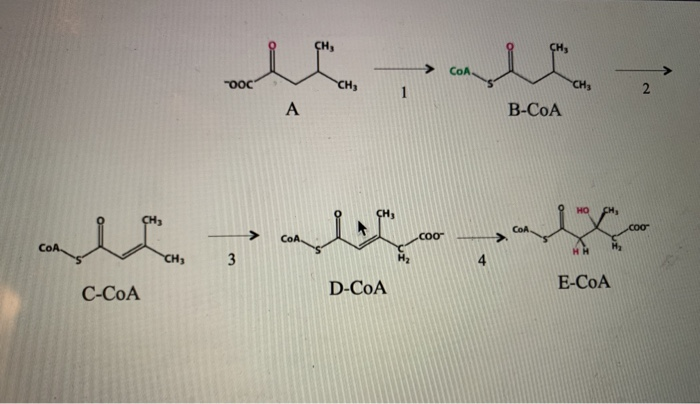 Solved COA mooc CH, CH3 A B-COA CH; .000 hom COA c00 COA HH | Chegg.com