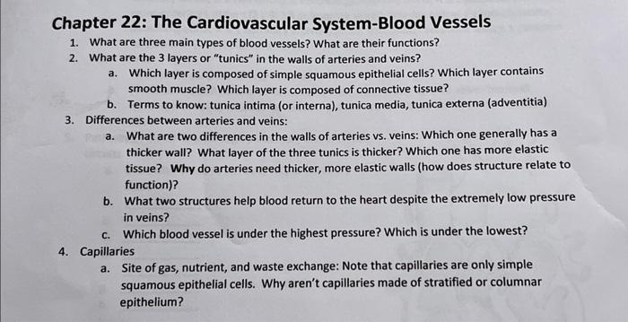 Solved Chapter 22: The Cardiovascular System-Blood Vessels | Chegg.com