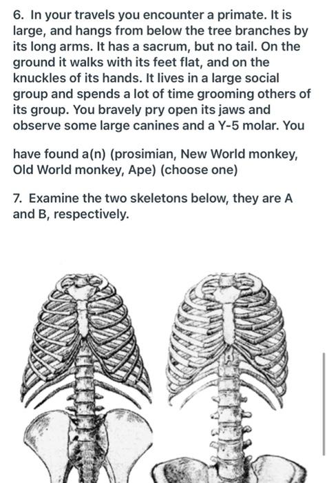 Solved 1. What is the dental formula of mandible A below: | Chegg.com