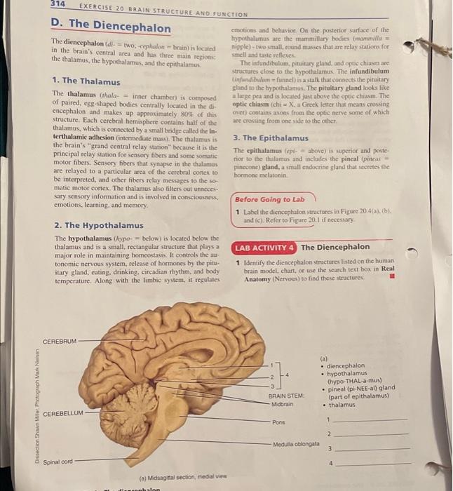Solved 314 EXERCISE 20 BRAIN STRUCTURE AND FUNCTION D. The | Chegg.com